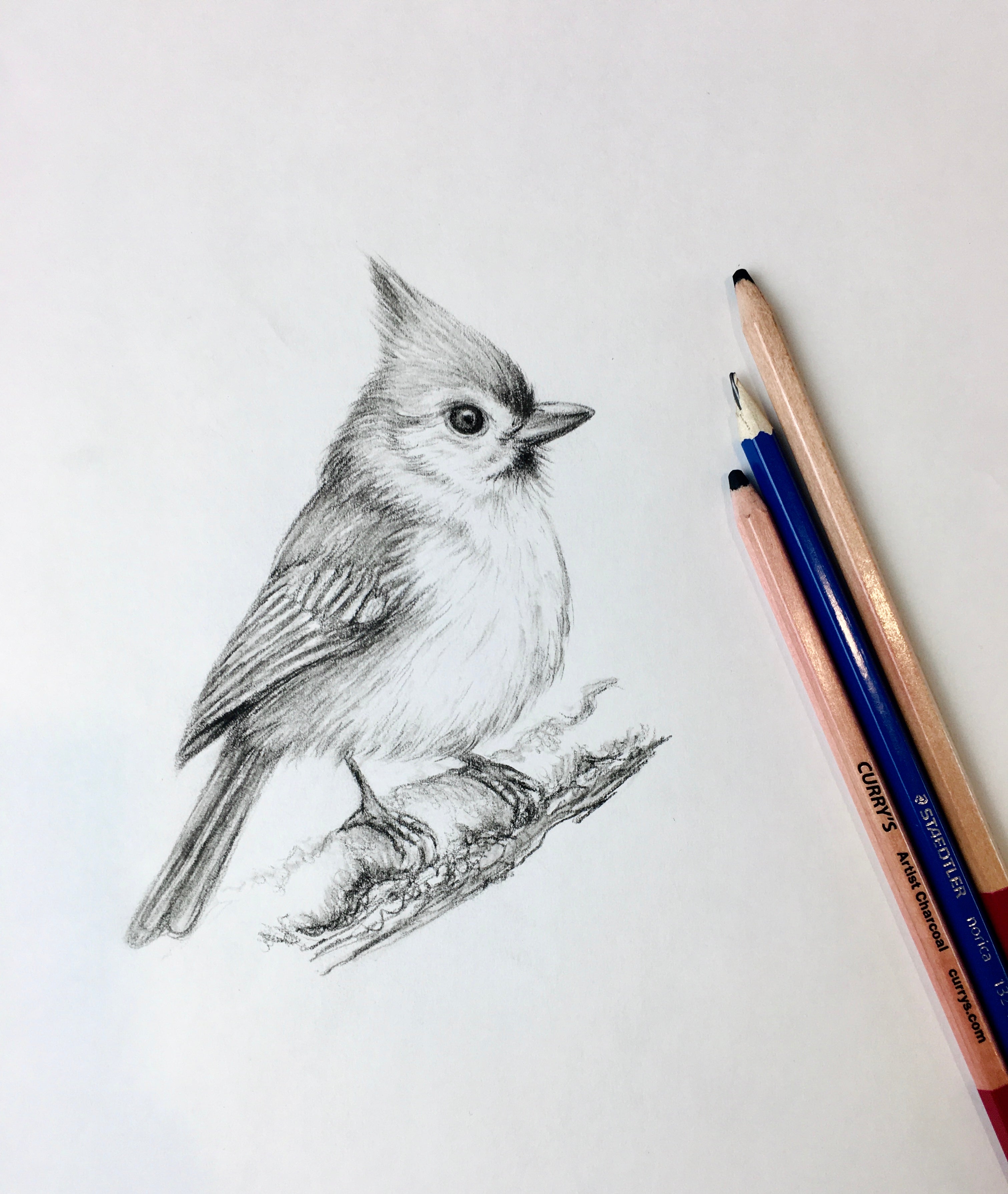 Tufted Titmouse - Drawing | Instructor: Liesl – Artists Palette Durham