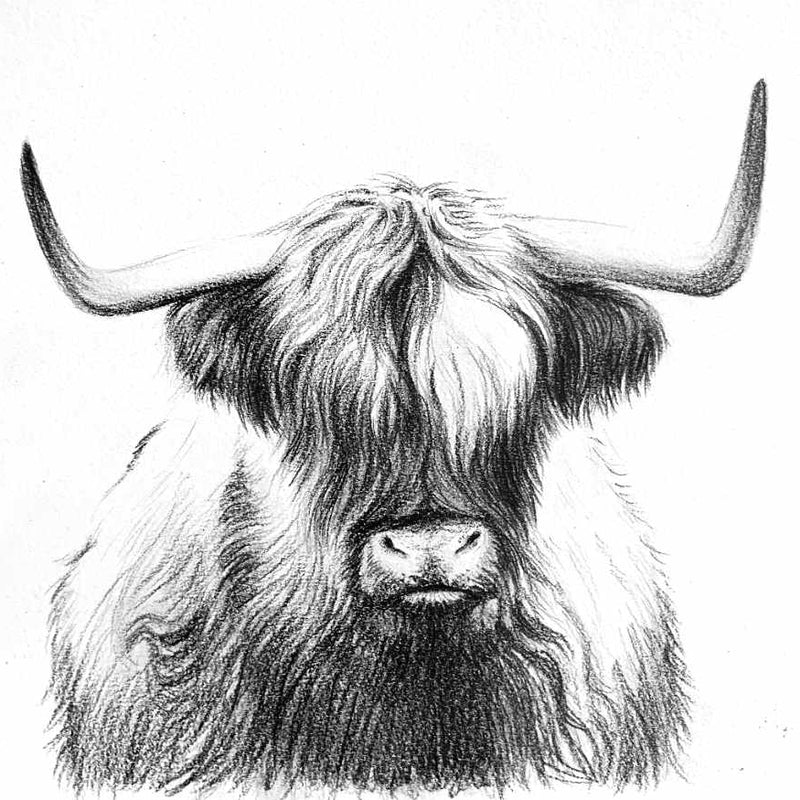 Highland Cow - Drawing | Instructor: Vera – Artists Palette Durham