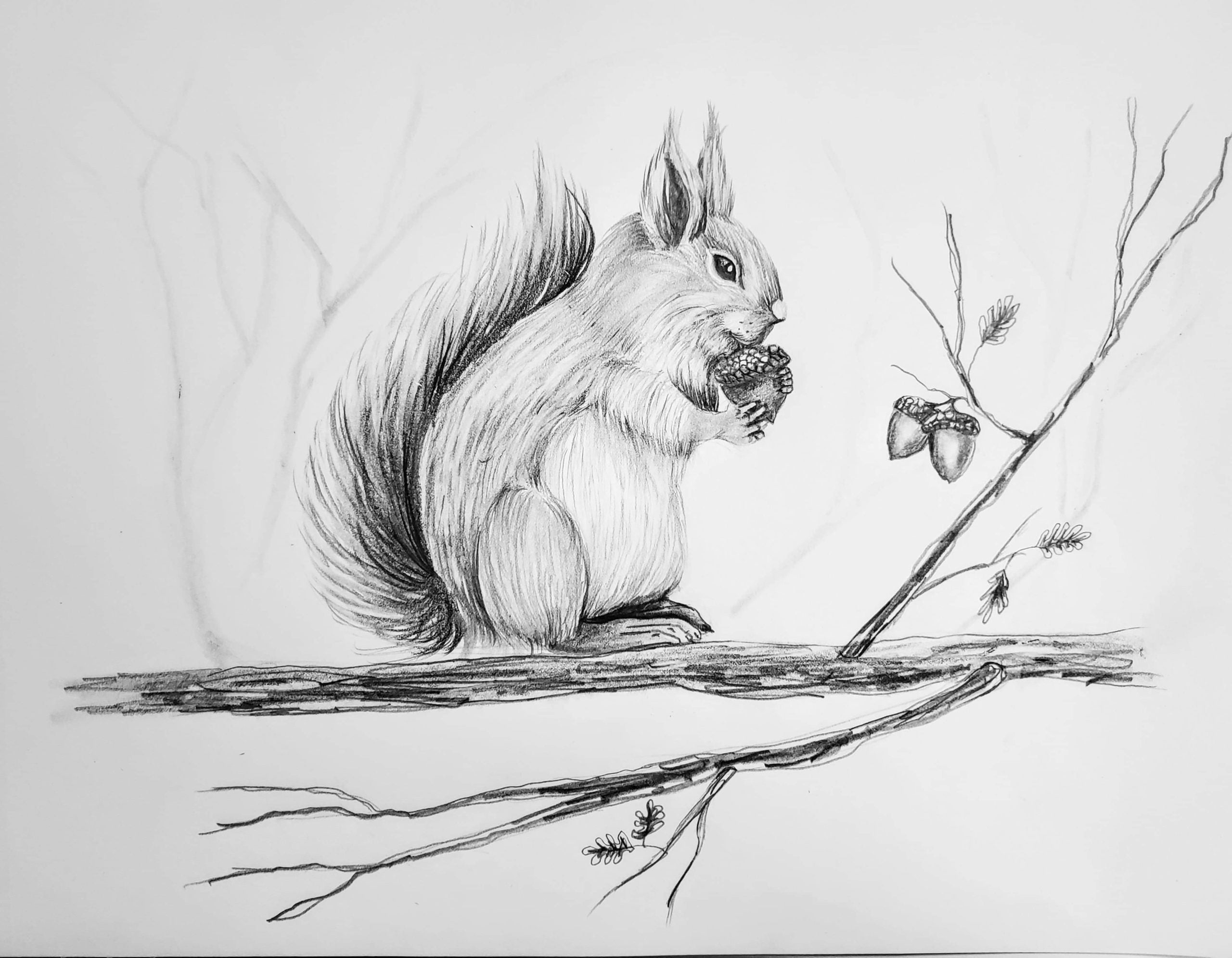 Acorn Squirrel - Drawing | Instructor: Karin – Artists Palette Durham